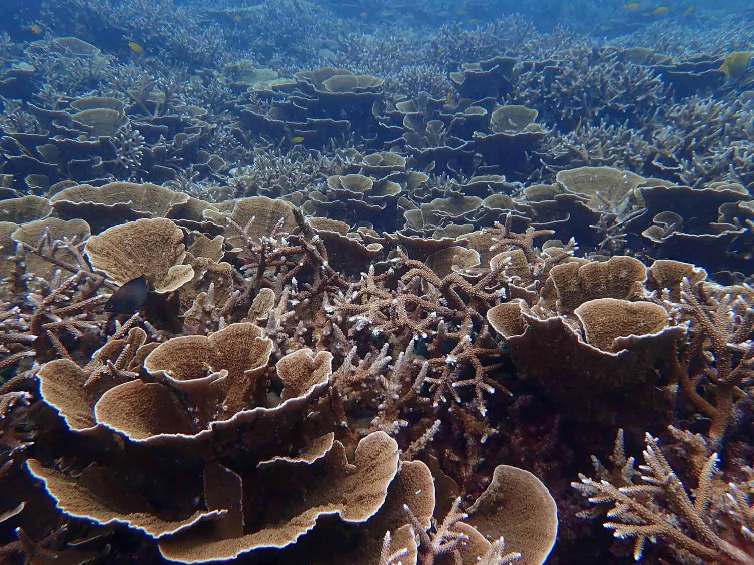Building Resilience for Long Term Reef Health - Reef Check Malaysia