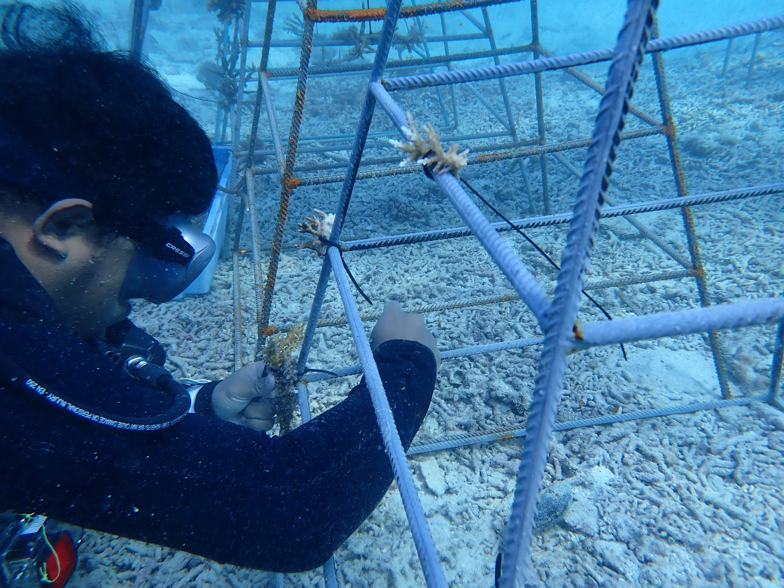 Reef Rehabilitation Toolkit — REEF CHECK MALAYSIA