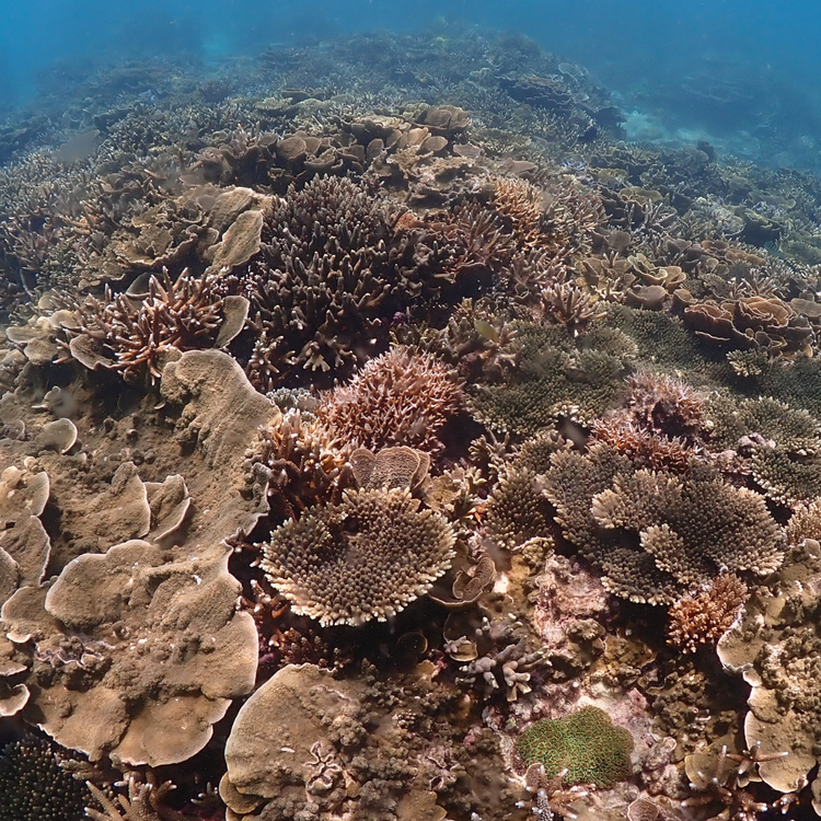 Protect Coral Reefs — REEF CHECK MALAYSIA