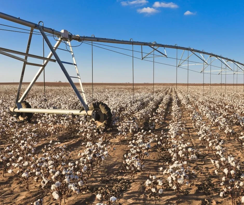 The Organic Cotton Revolution: Why Organic Cotton Is Better Than ...