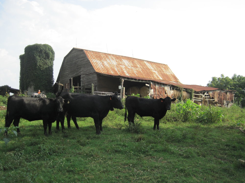 Our Farm — Beam Family Farm