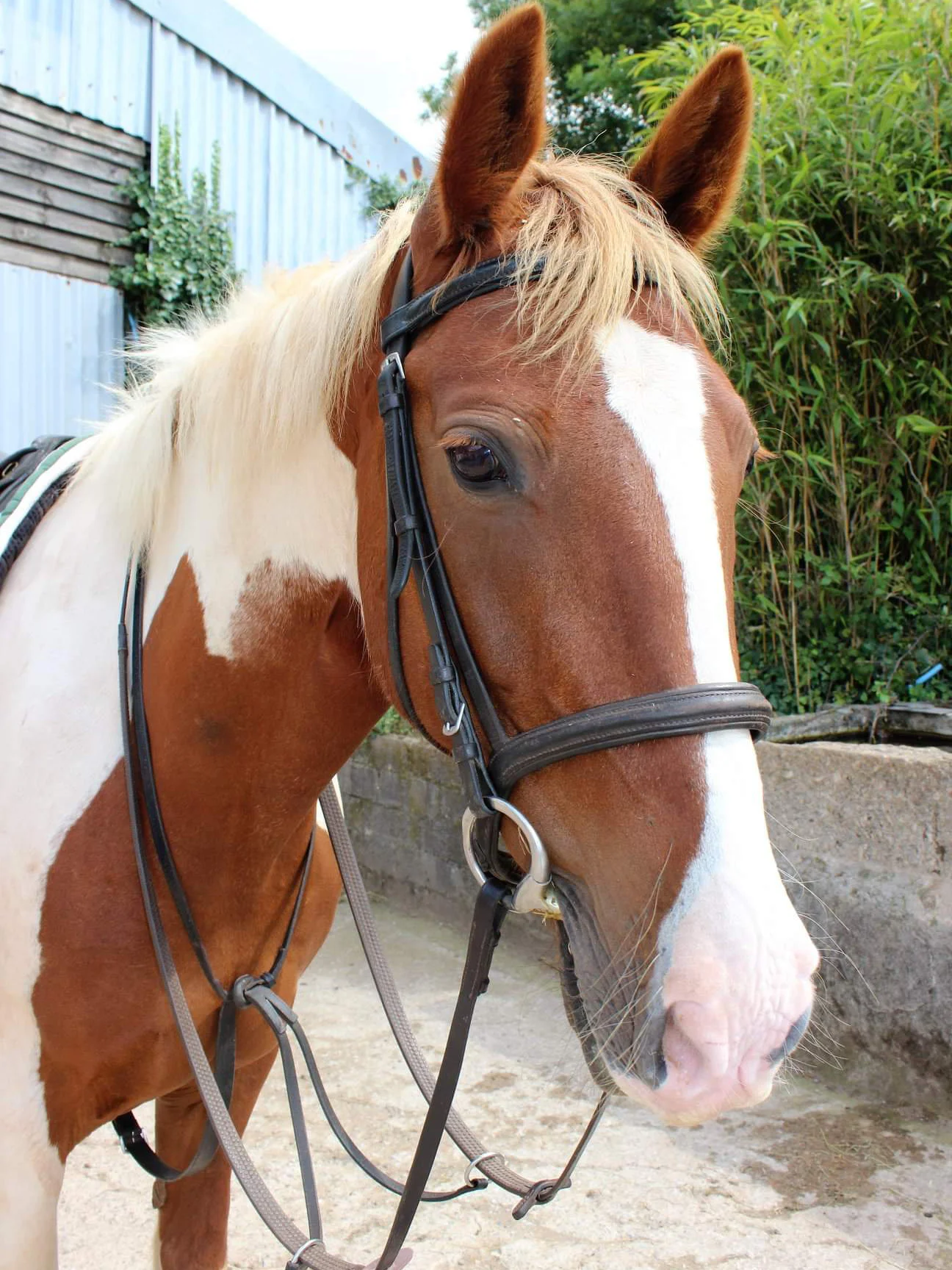 Ponies and Horses — Newton Ferrers Equus