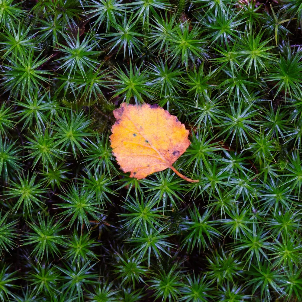 How to use separation in landscape photography — IAN WORTH