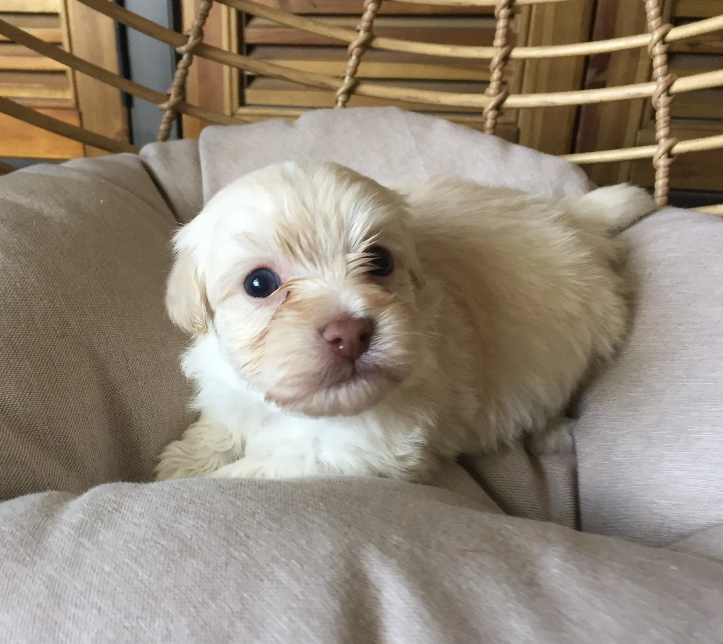 Our Lucky Team — LUCKY HAVANESE