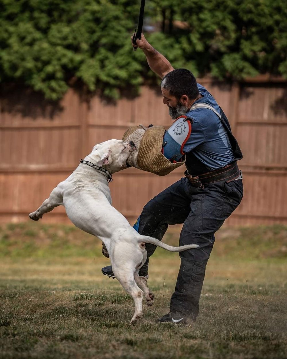 Photos — United States American Bulldog Club