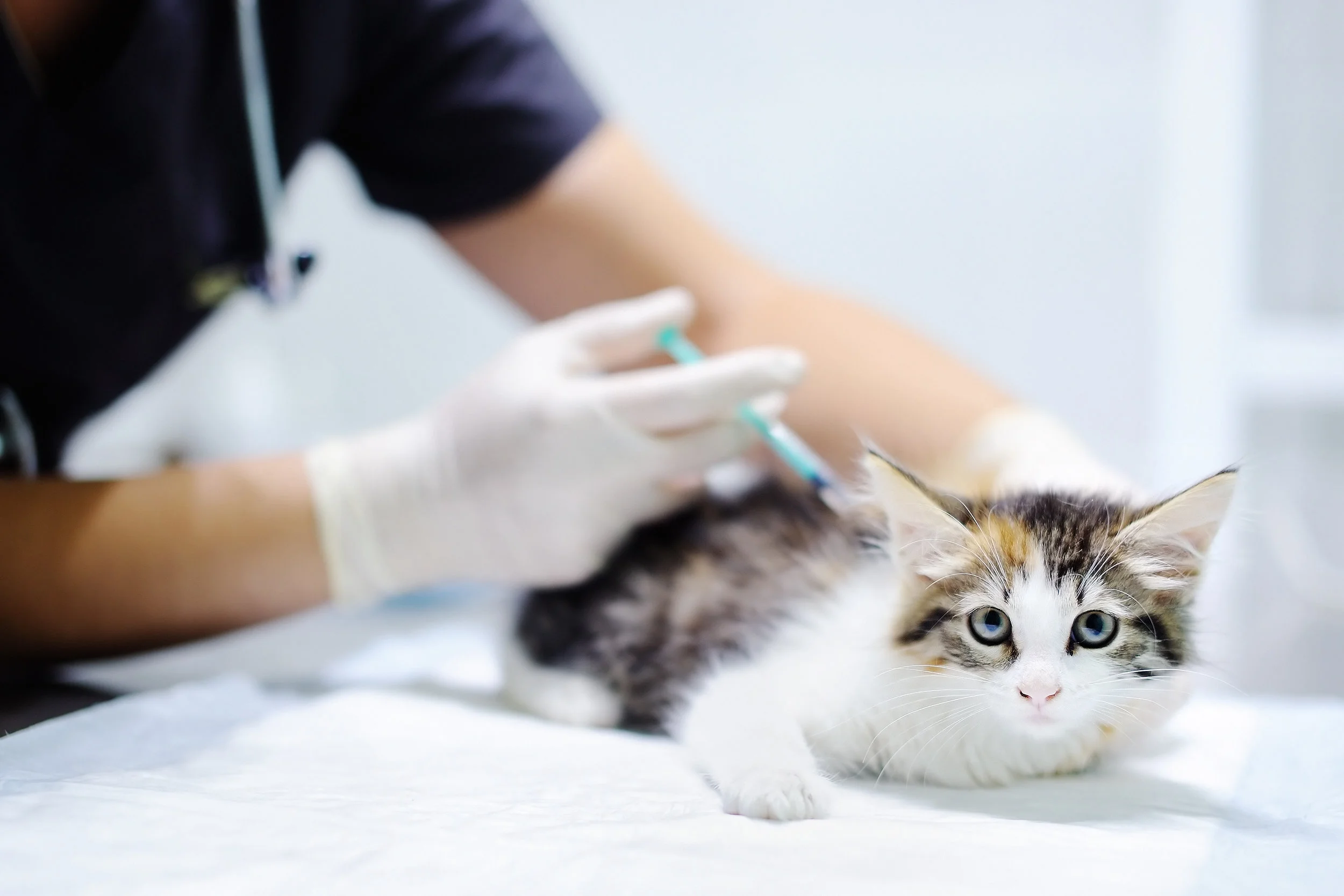 Managing Feline Immunodeficiency Virus Costs — CoFund My Pet