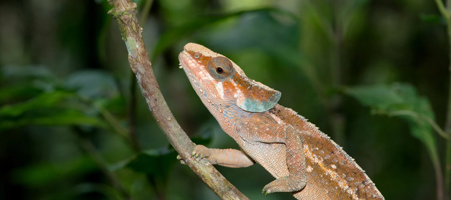 Photo — Wild Madagascar