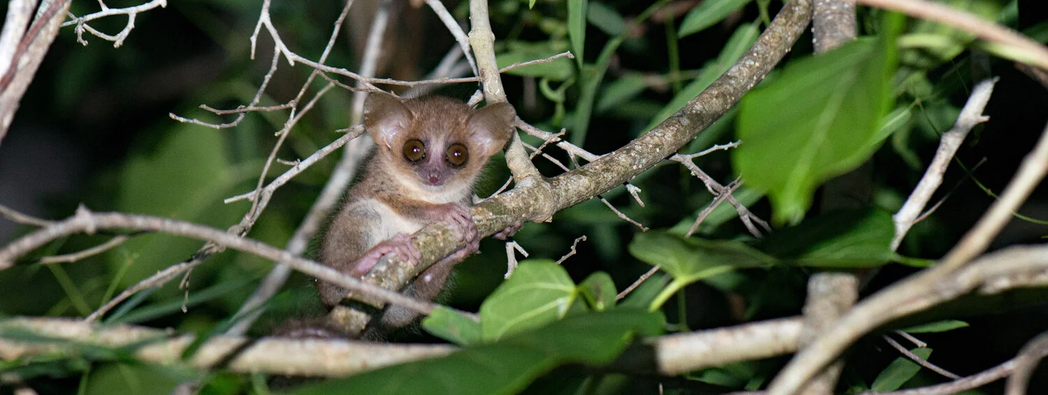 Photo — Wild Madagascar