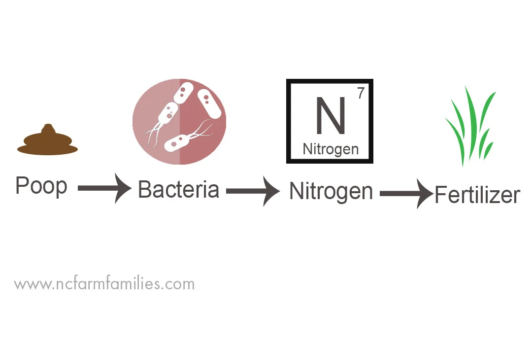 Understanding Pig Lagoons: Everything You Need to Know — NC FARM FAMILIES