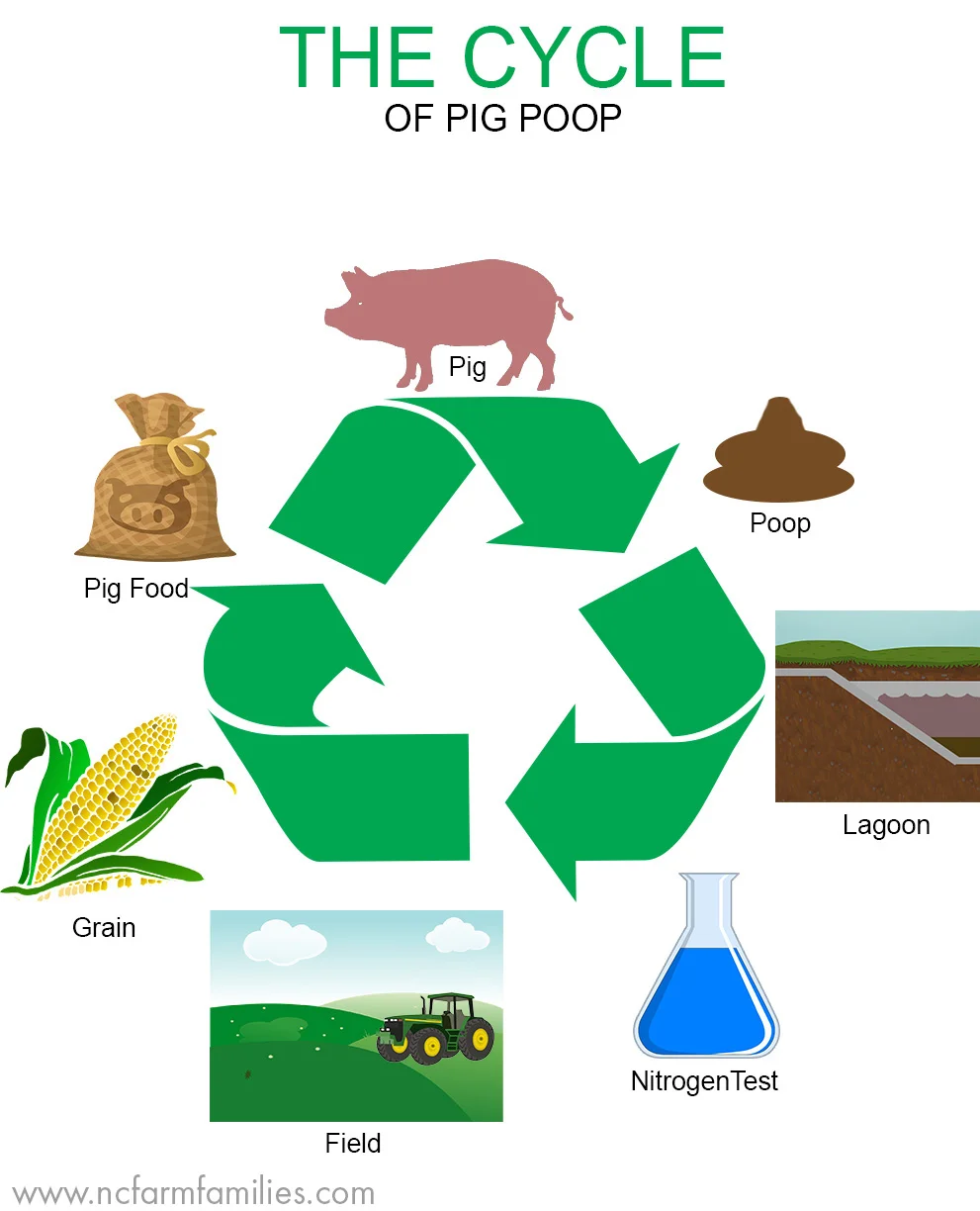 Understanding Pig Lagoons: Everything You Need to Know — NC Farm Families