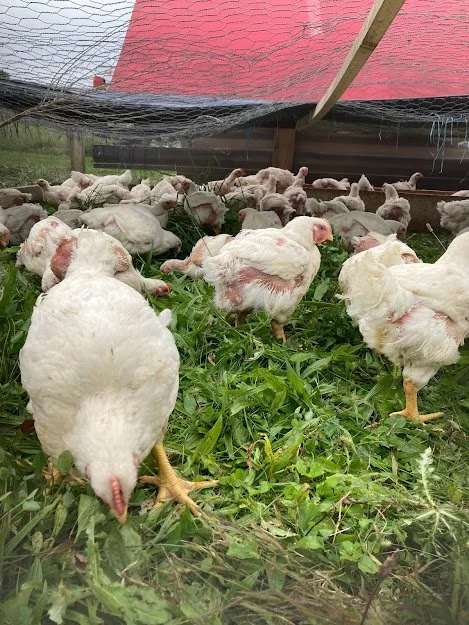 Pasture raised poultry — Mother Earth Farm PA