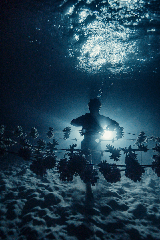 coral gardeners x Olivia Ponton — ivana cook