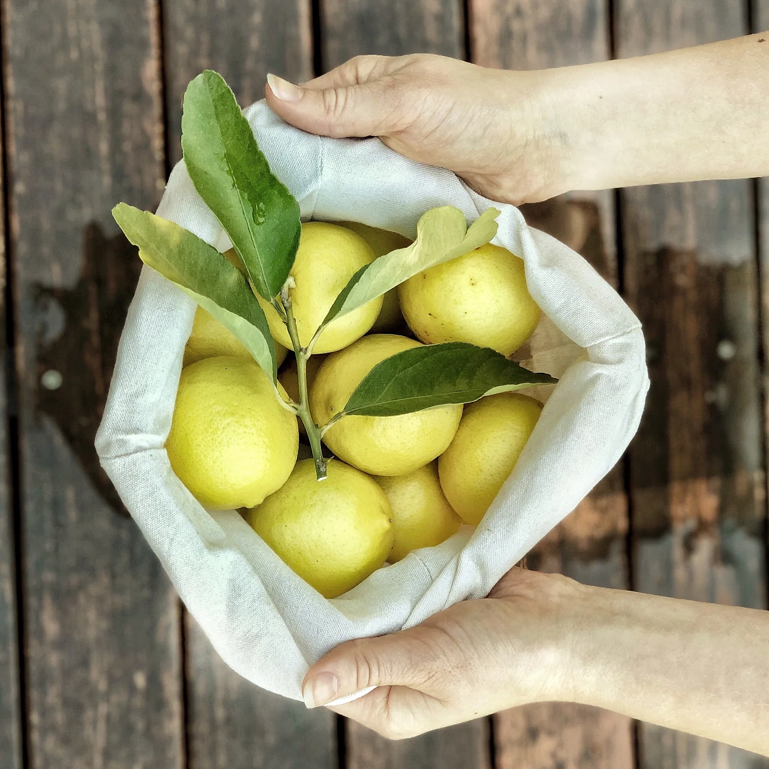 Lemon Season — harvest culture