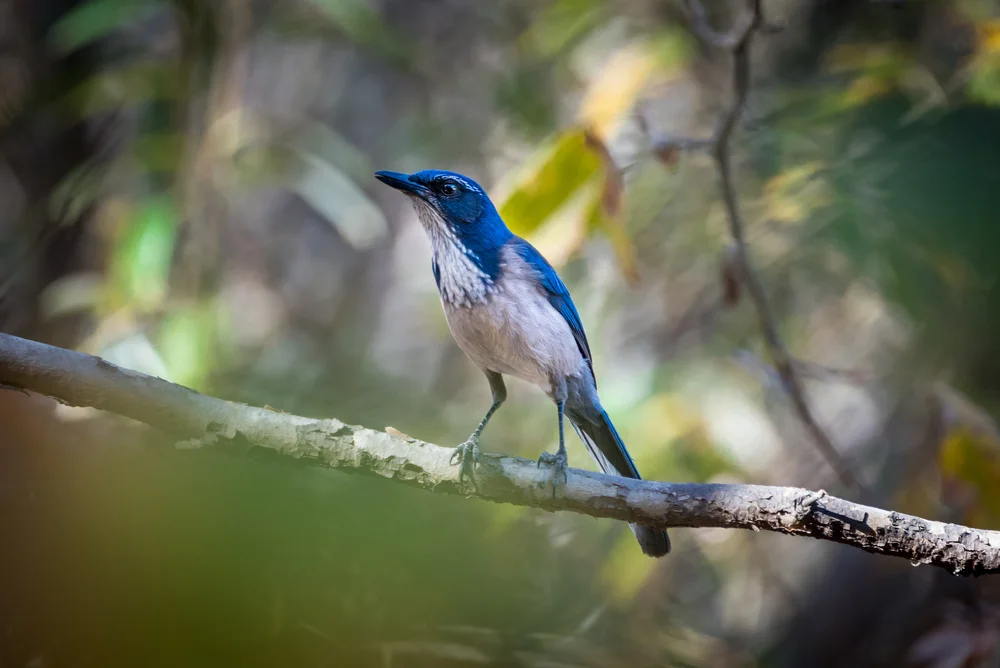 Large Blue Bird Washington