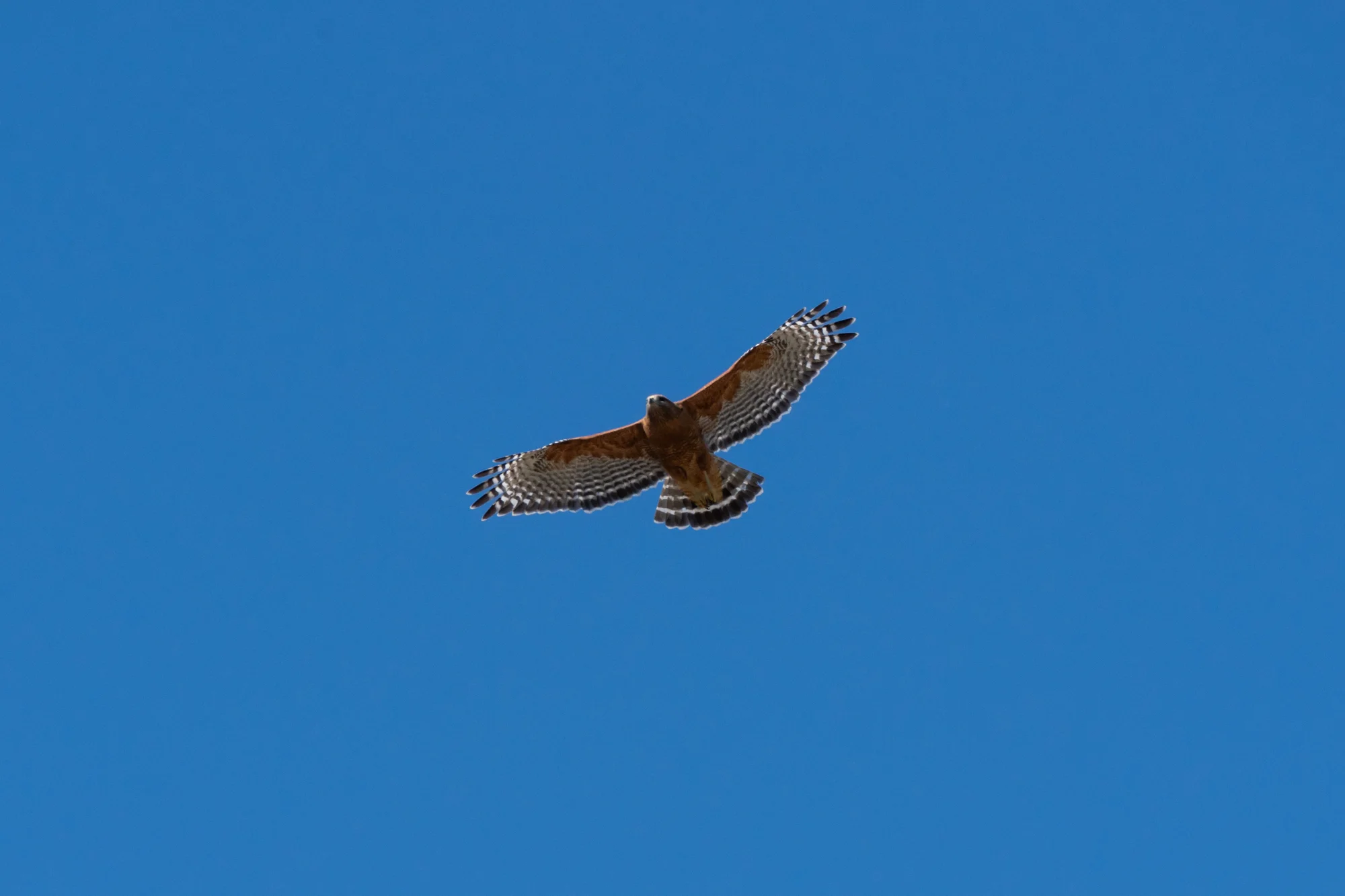 Red Shouldered Hawk In Flight