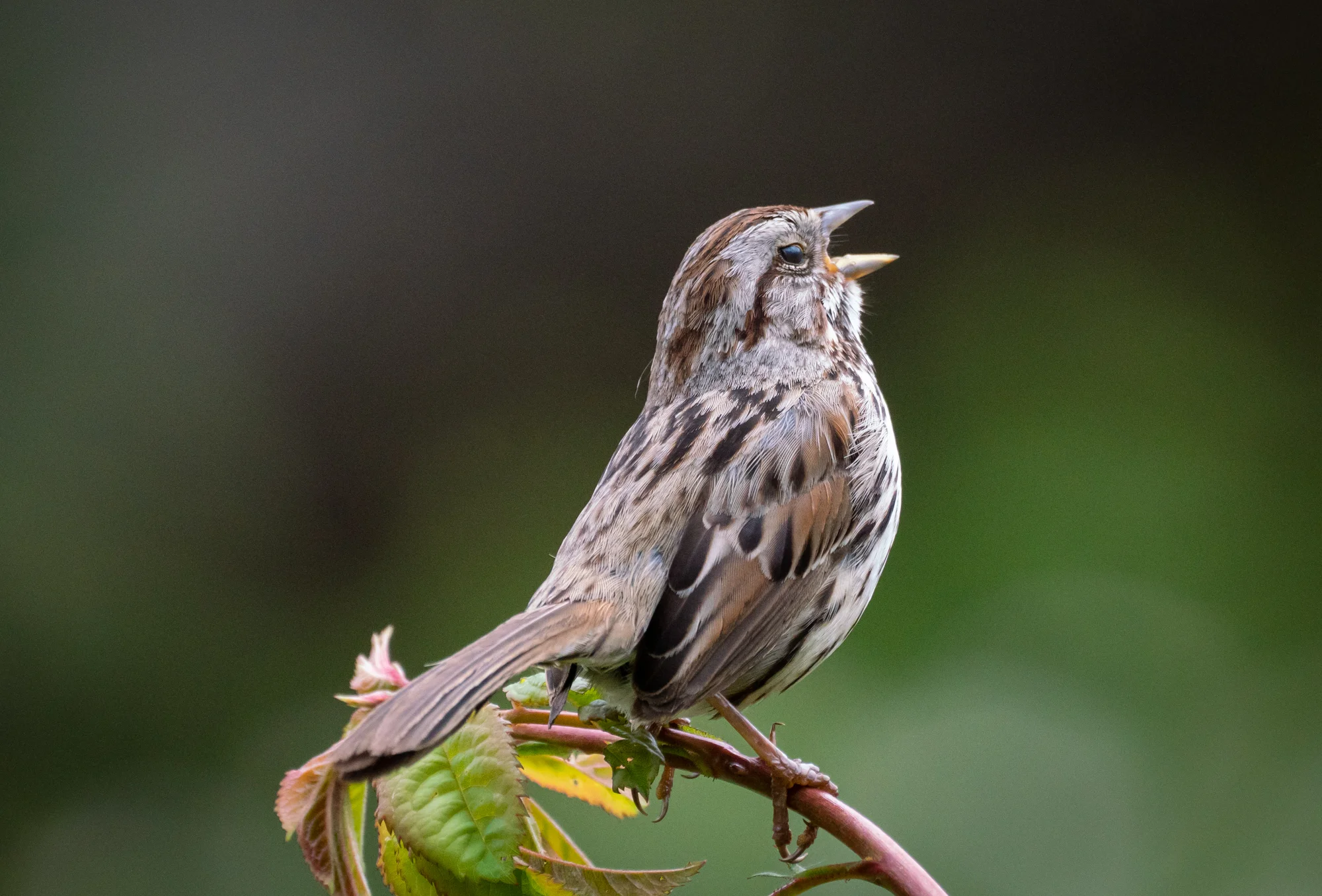 Song Sparrow Female