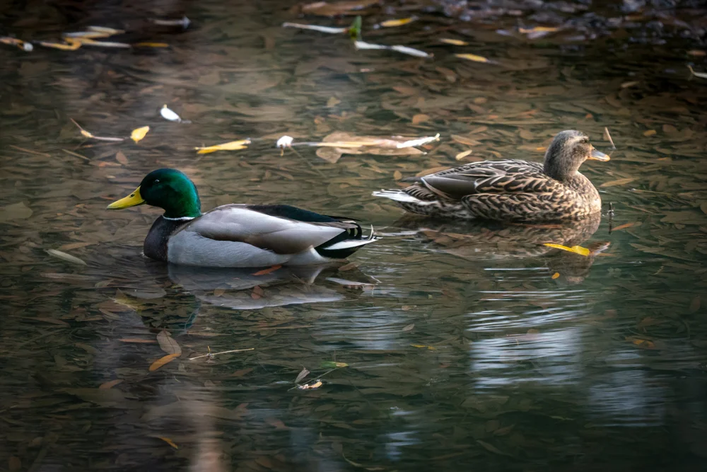 Mallard Ducks In Pools