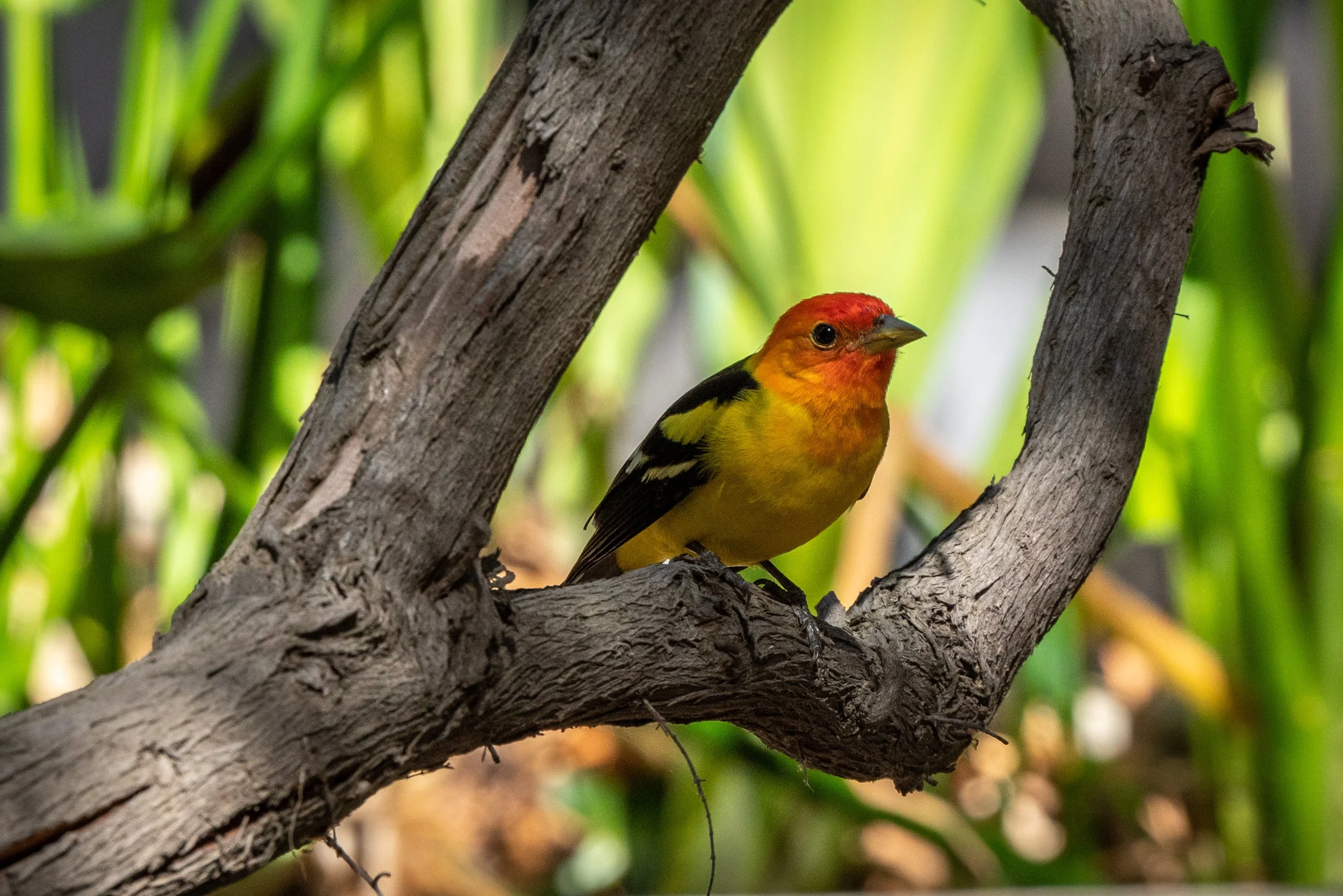 What Do Western Tanagers Eat