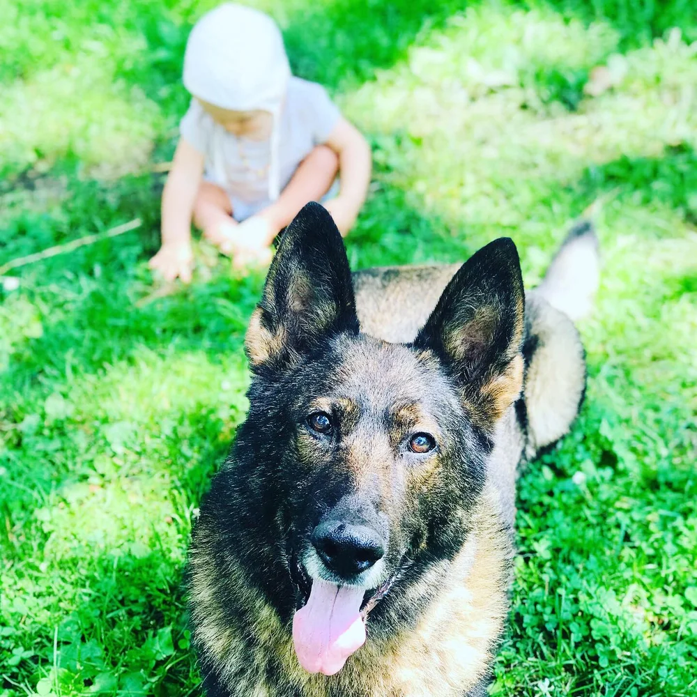 About Us — Stride Away Shepherds