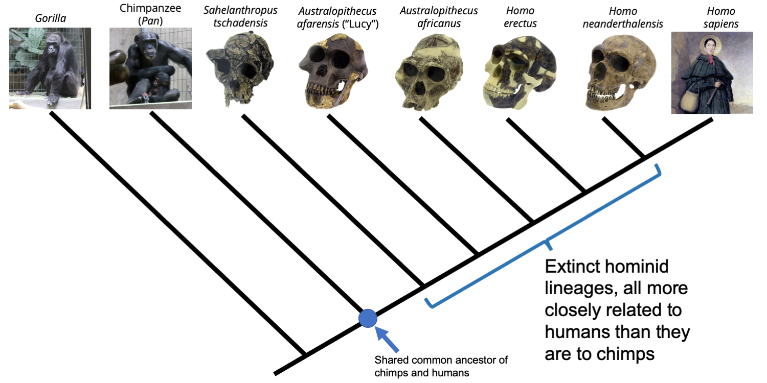 What Did Darwin Do? — Paleontological Research Institution