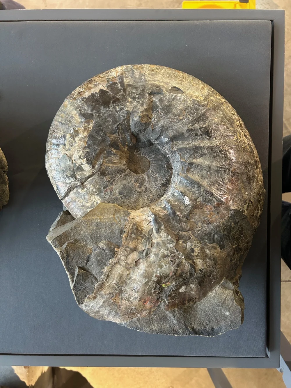 The Antarctic Fossils of PRI — Paleontological Research Institution