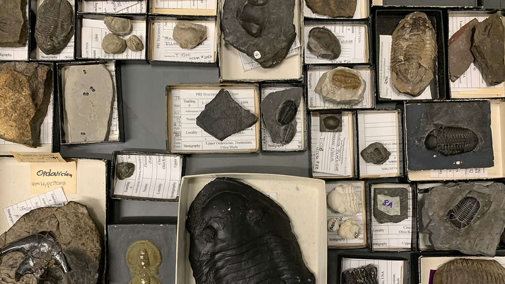 Virtual Collections on the Digital Atlas of Ancient Life ...