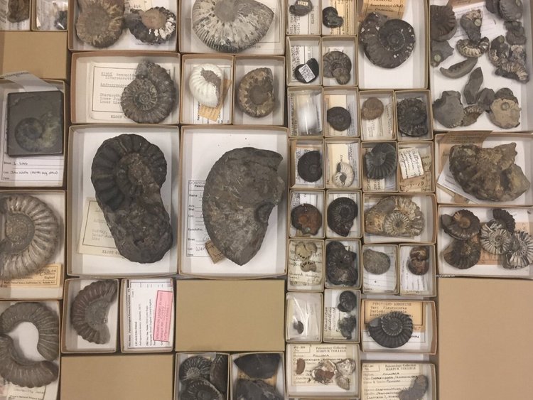 I want to be a paleontologist! A guide for students — Paleontological ...