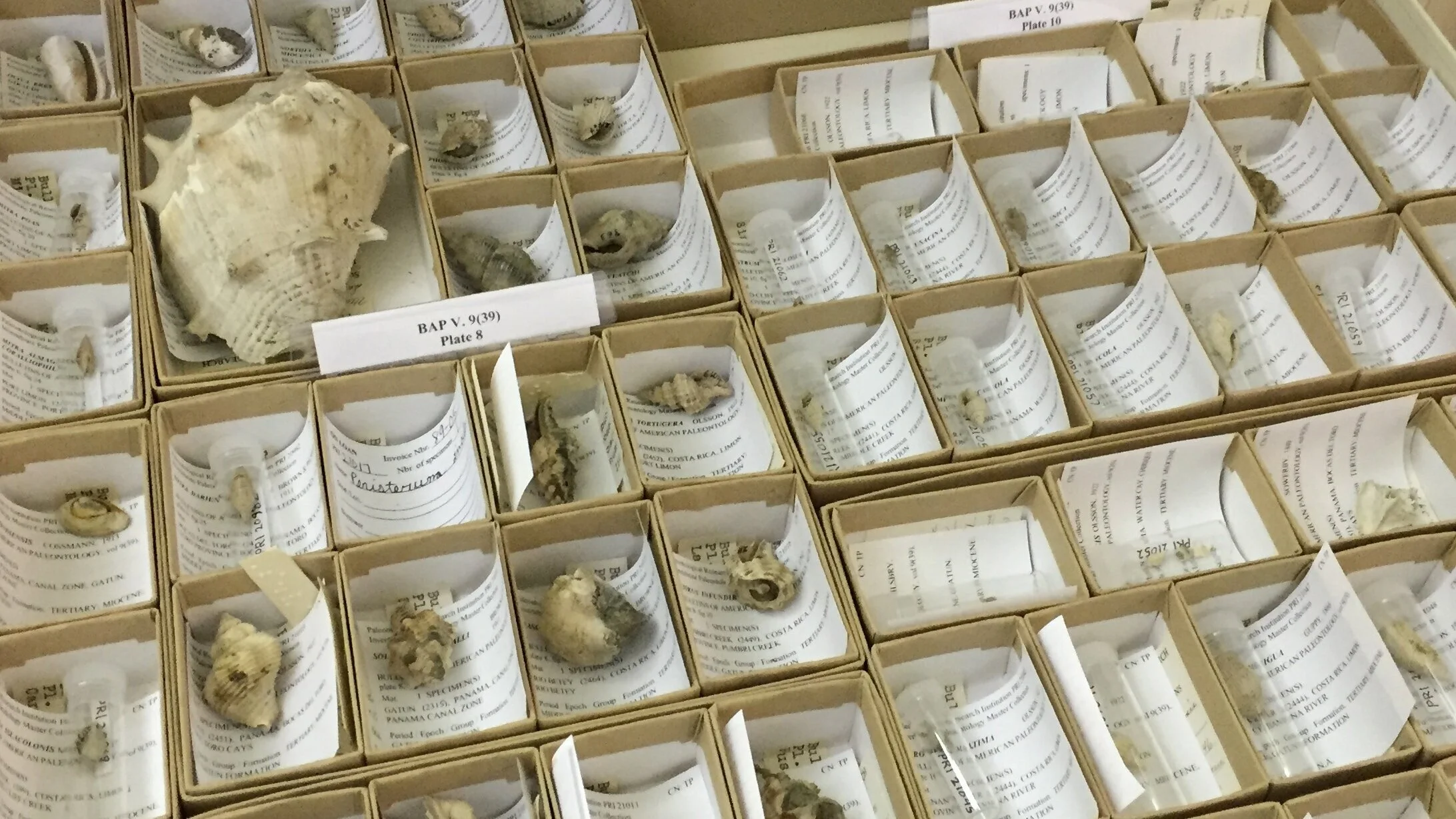 Overview — Paleontological Research Institution