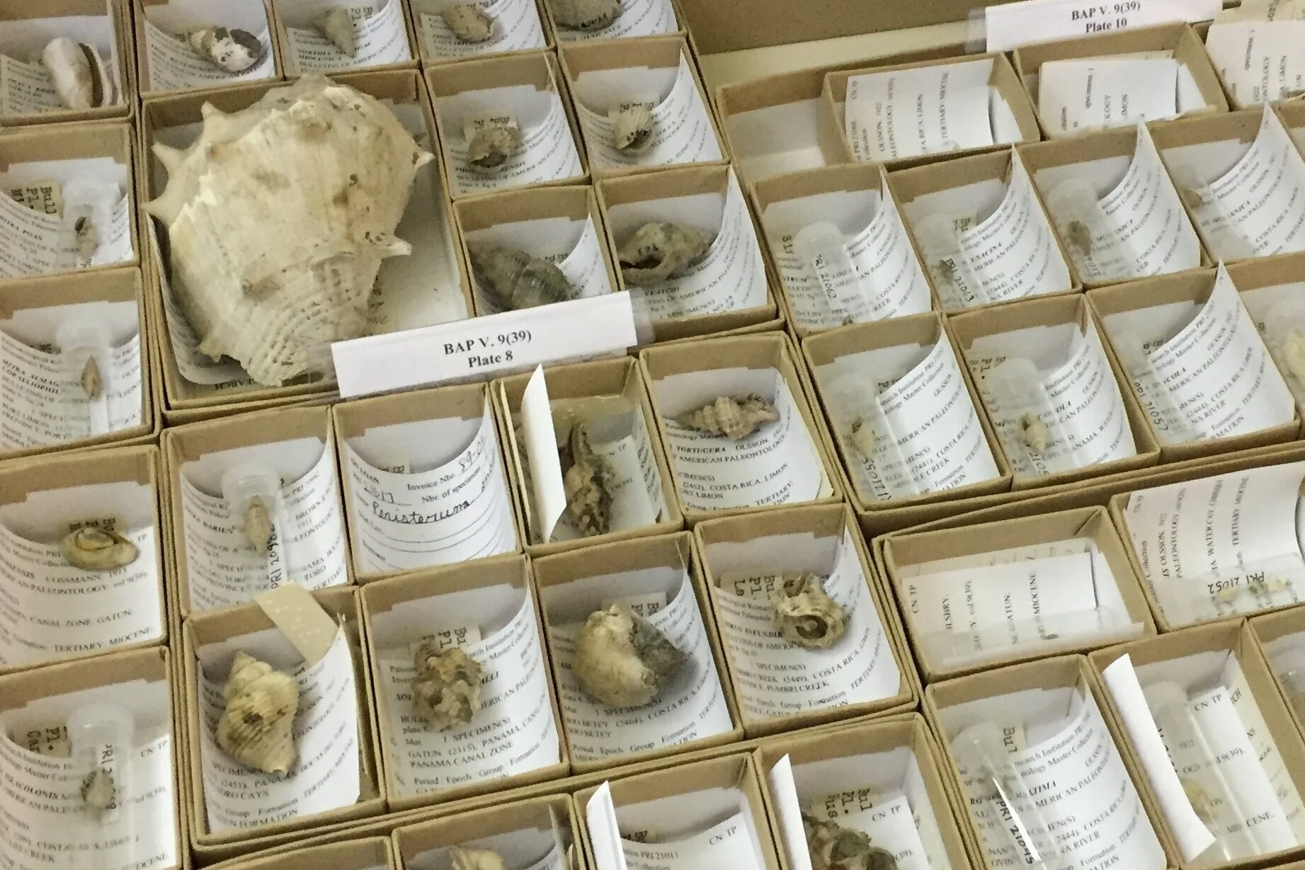Paleontology & Earth Science — Paleontological Research Institution