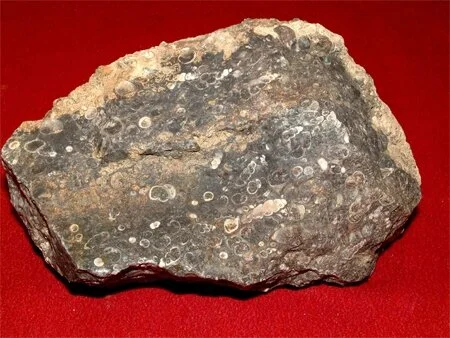 Turritellid Research — Paleontological Research Institution