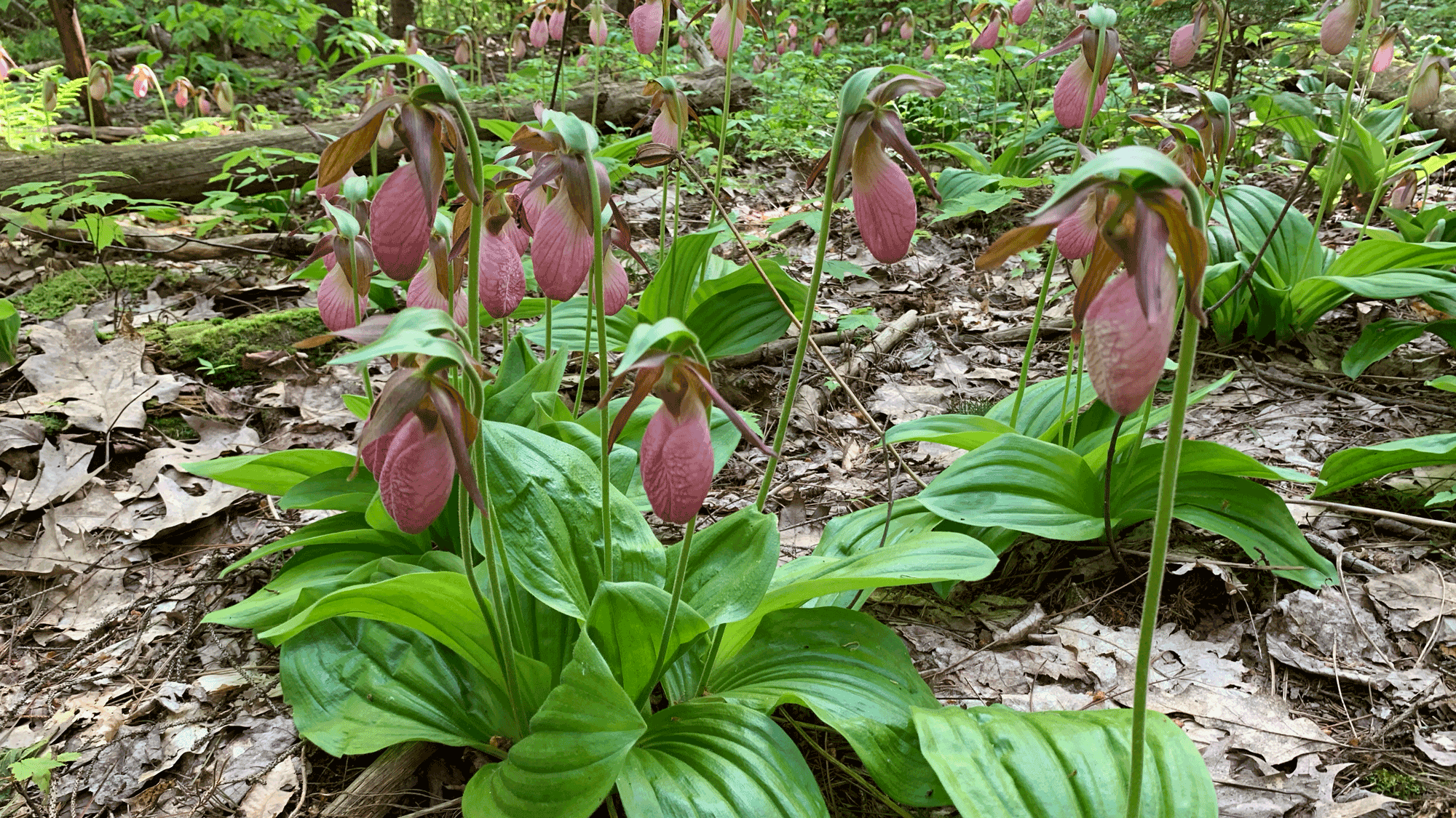 Darwin, Pollination, and Evolutionary Contrivances — Paleontological ...