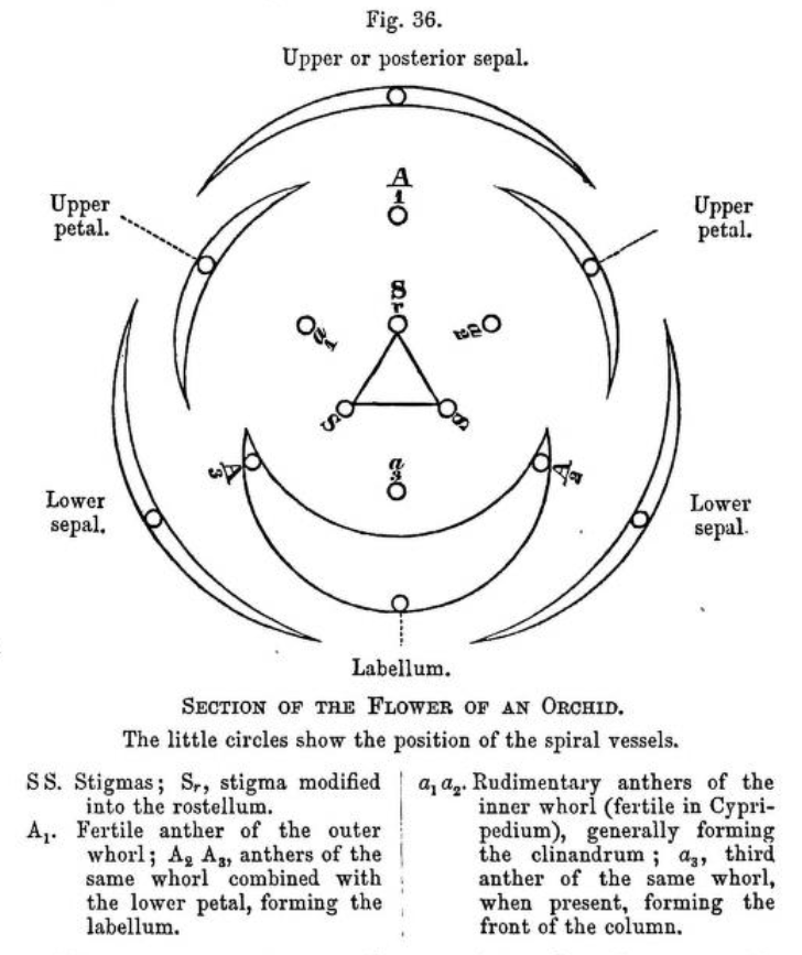 Darwin, Pollination, and Evolutionary Contrivances — Paleontological ...