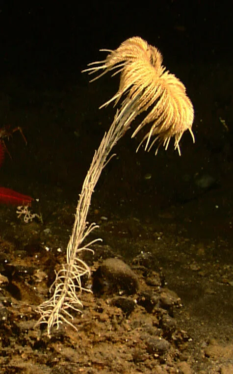 The Creek, or the Ubiquity of Evidence of Geological History ...