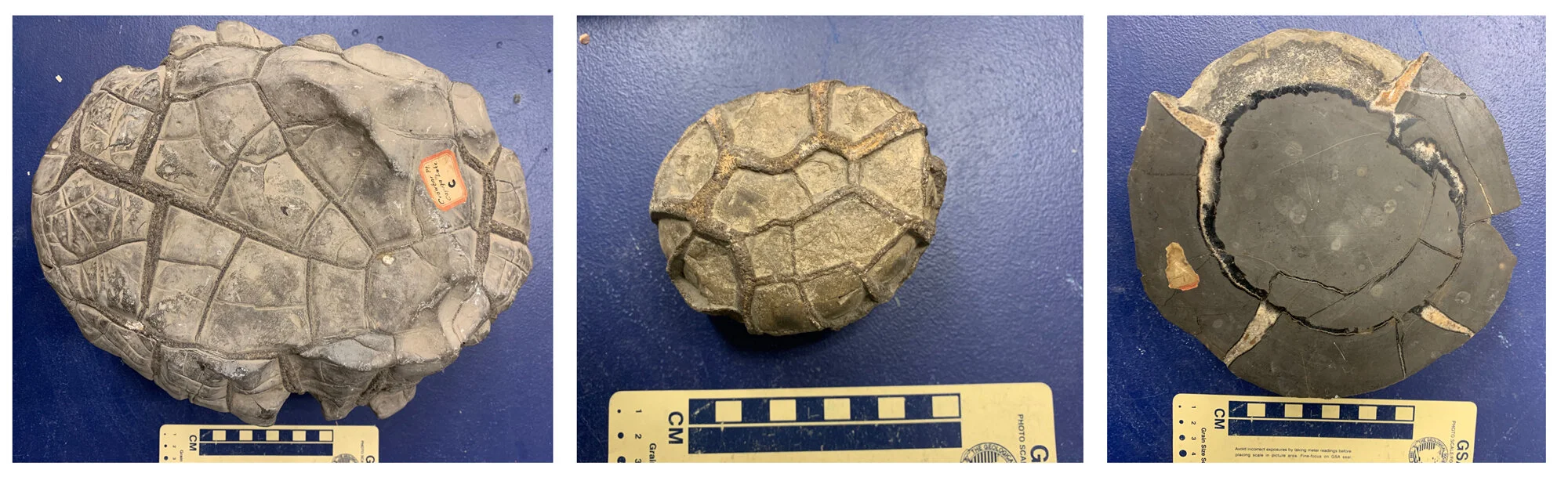 Concretions — Paleontological Research Institution