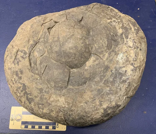 Concretions — Paleontological Research Institution