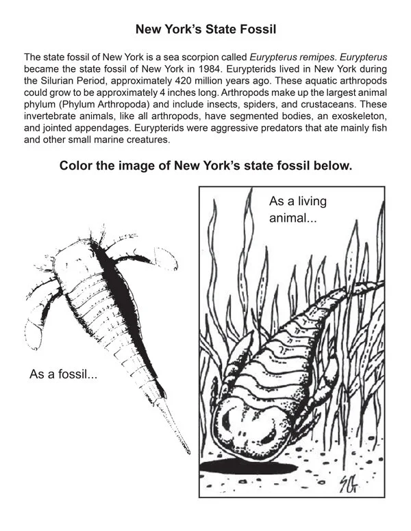 Fun Fossil Activities — Paleontological Research Institution