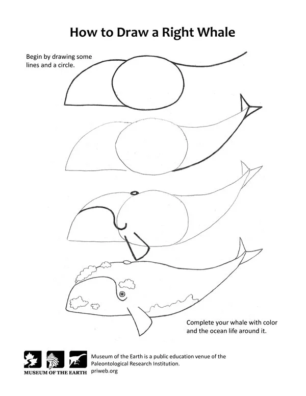 Fun Fossil Activities — Paleontological Research Institution