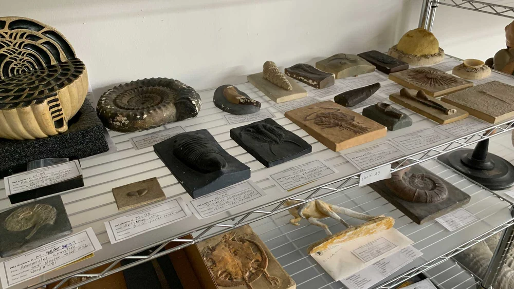 PRI's Historical Collection of Teaching Models — Paleontological ...
