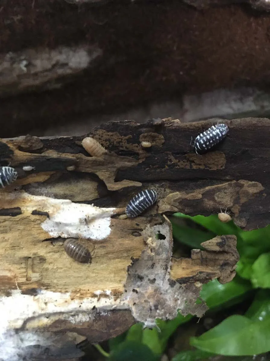 Bioactive Enclosures - Creating a Tiny Ecosystem — Paleontological ...