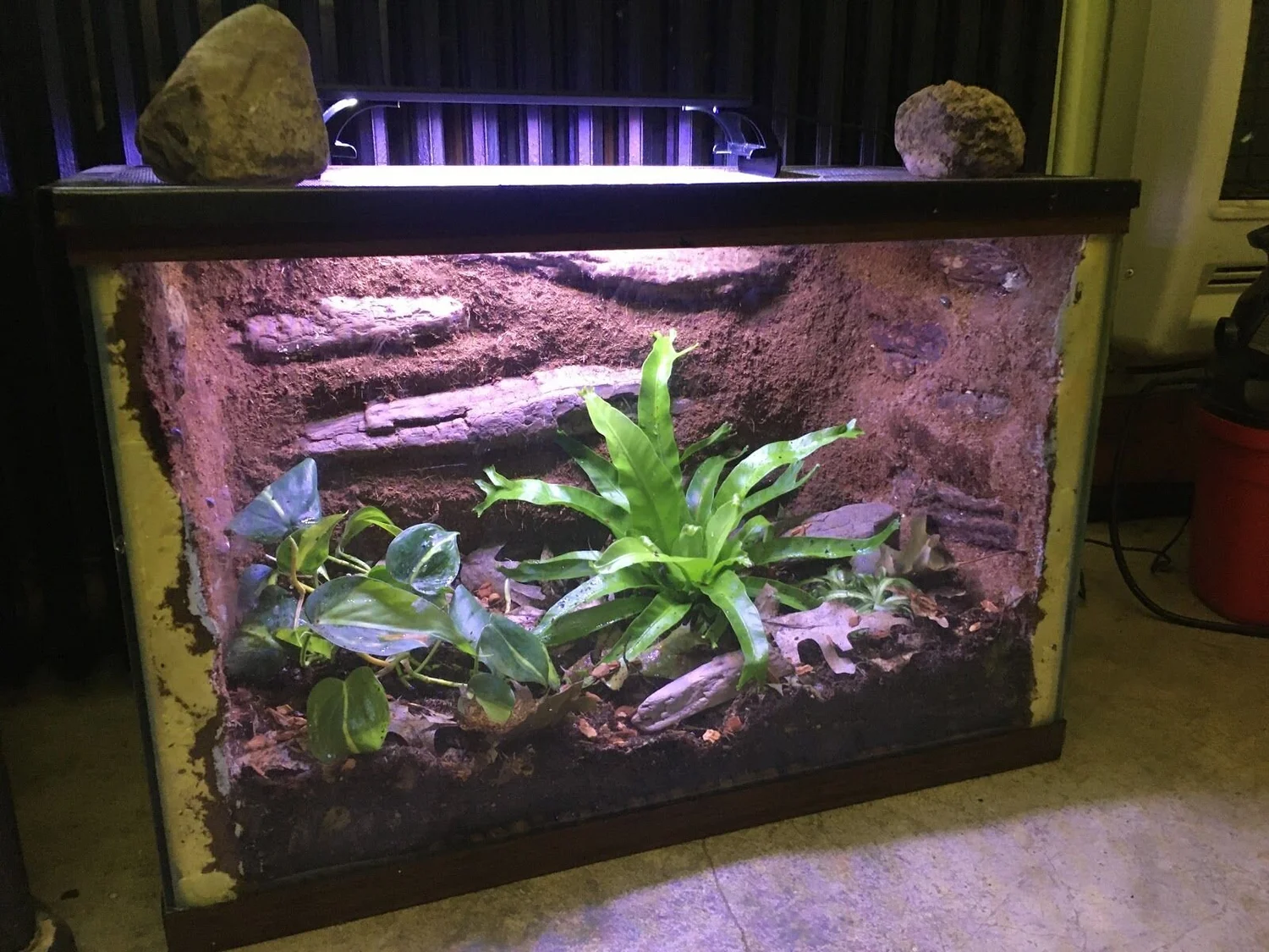 Bioactive Enclosures - Creating a Tiny Ecosystem — Paleontological ...