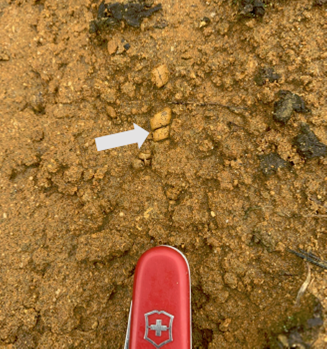 In Search of the Last Cretaceous Turritellid Gastropod, and the ...