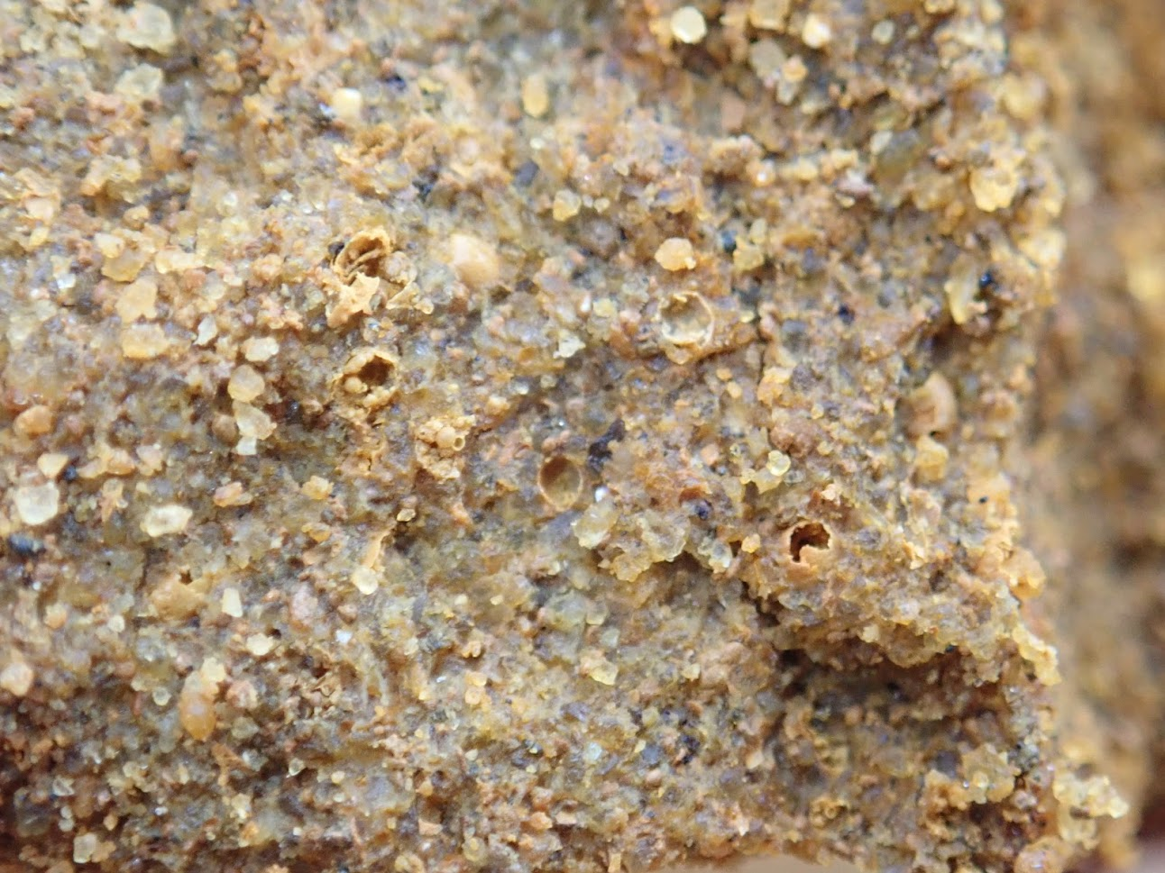 In Search of the Last Cretaceous Turritellid Gastropod, and the ...