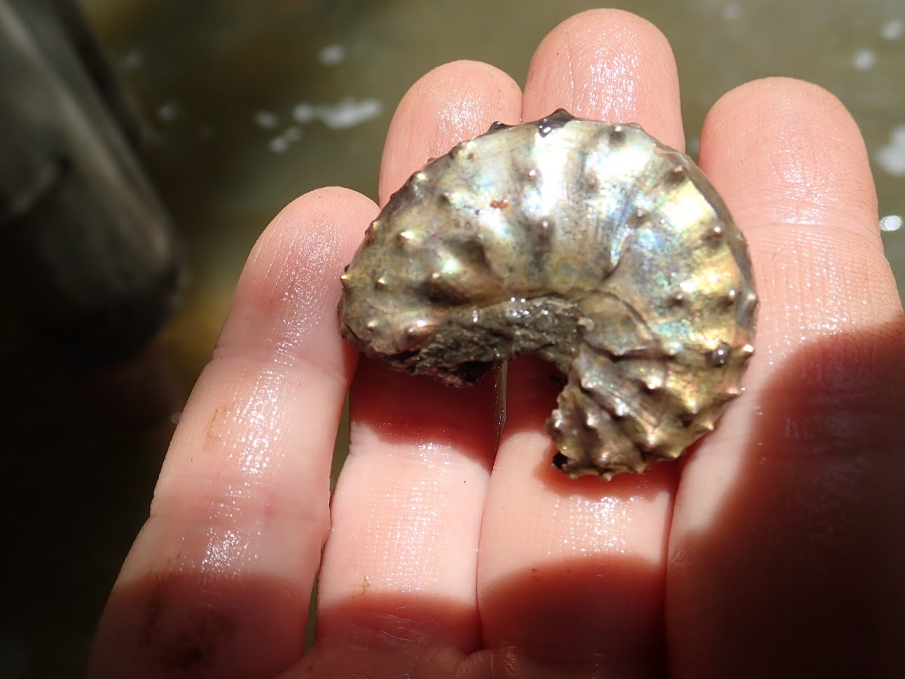 In Search of the Last Cretaceous Turritellid Gastropod, and the ...