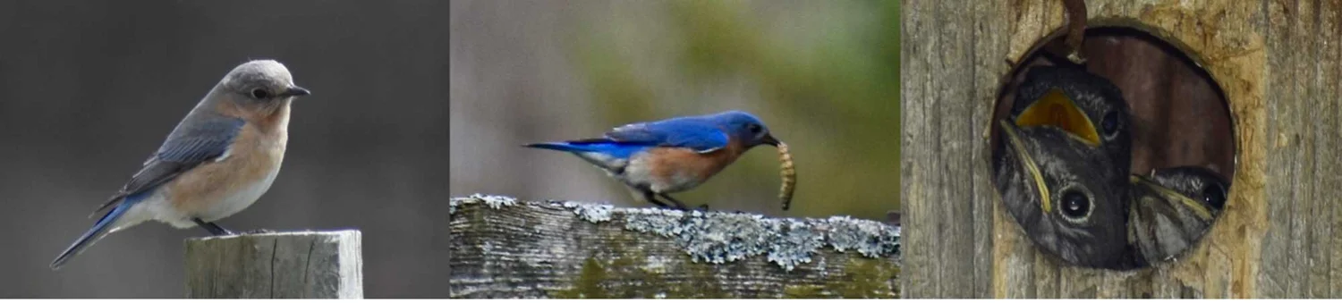 Biodiversity Lessons from Bluebirds — Paleontological Research Institution