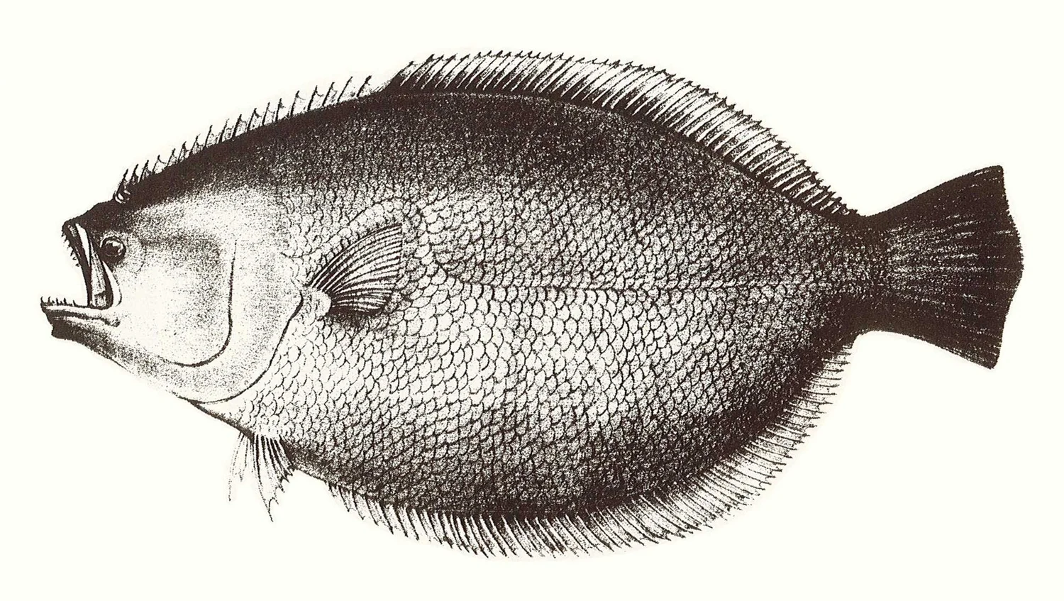 Darwin and Fishes — Paleontological Research Institution