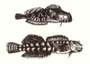 Darwin and Fishes — Paleontological Research Institution