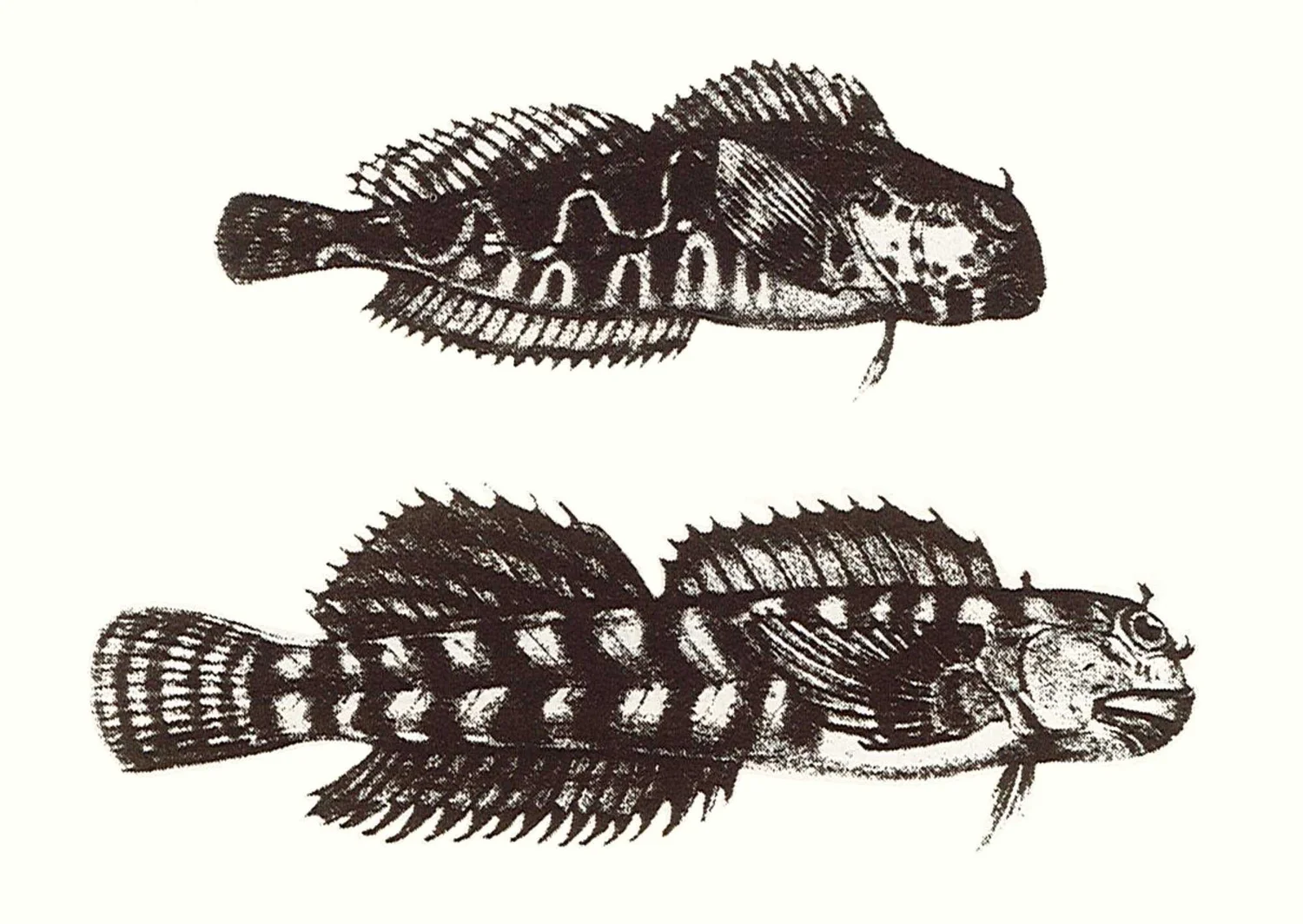 Darwin and Fishes — Paleontological Research Institution
