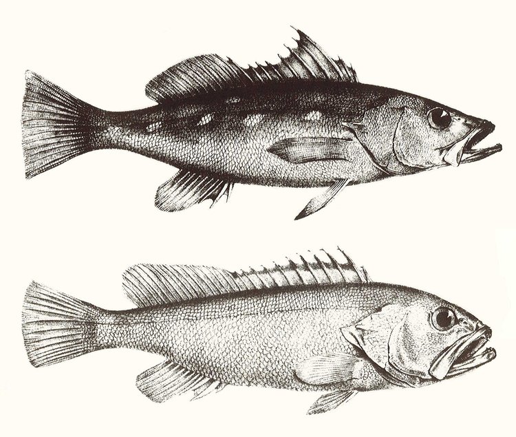 Darwin and Fishes — Paleontological Research Institution