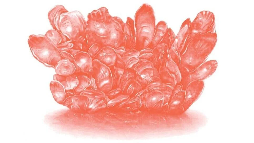 Conservation Paleobiology — Paleontological Research Institution