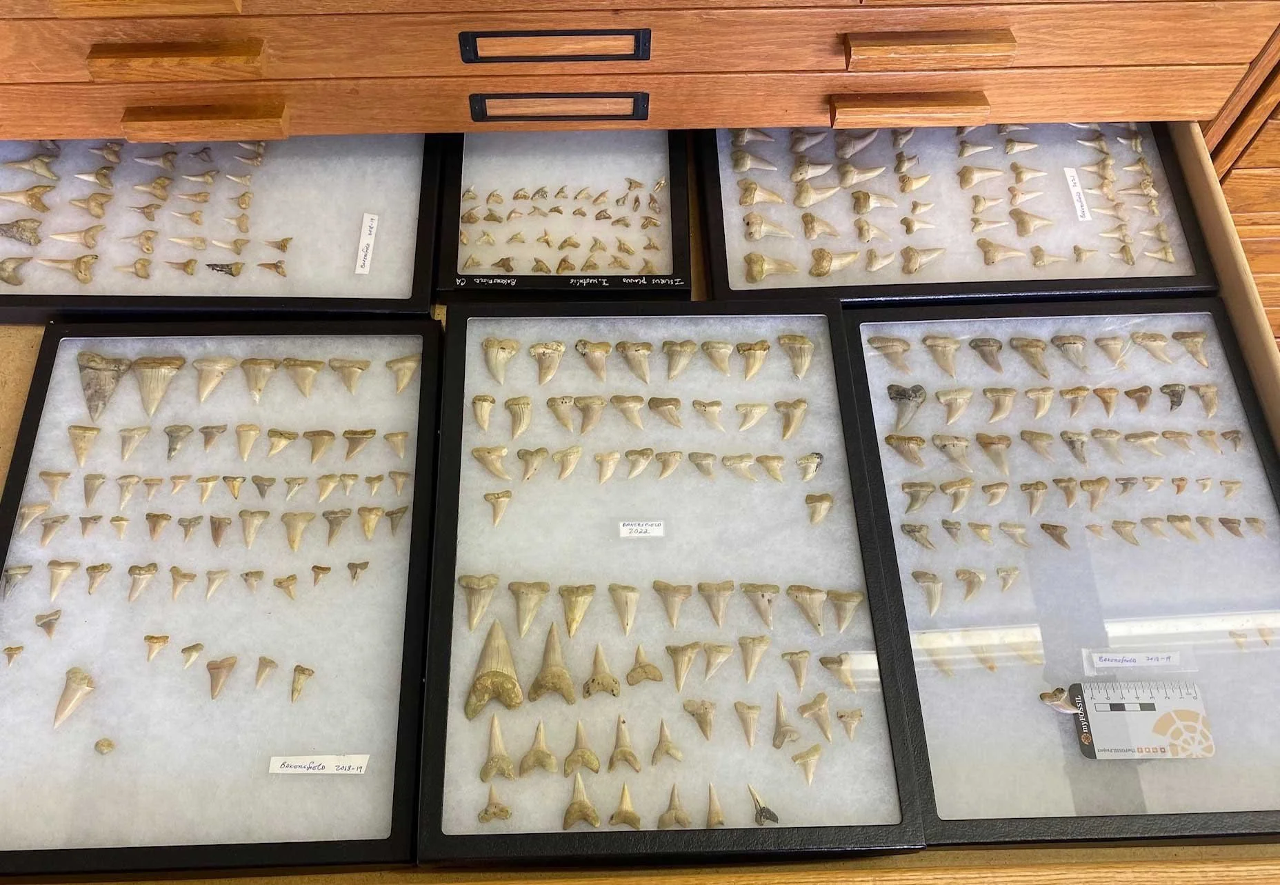 2023 Katherine Palmer Award to Lee Cone — Paleontological Research ...